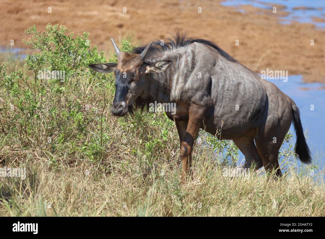 Streifengnu / Blue wildebeest / Connochaetes taurinus Stock Photo - Alamy