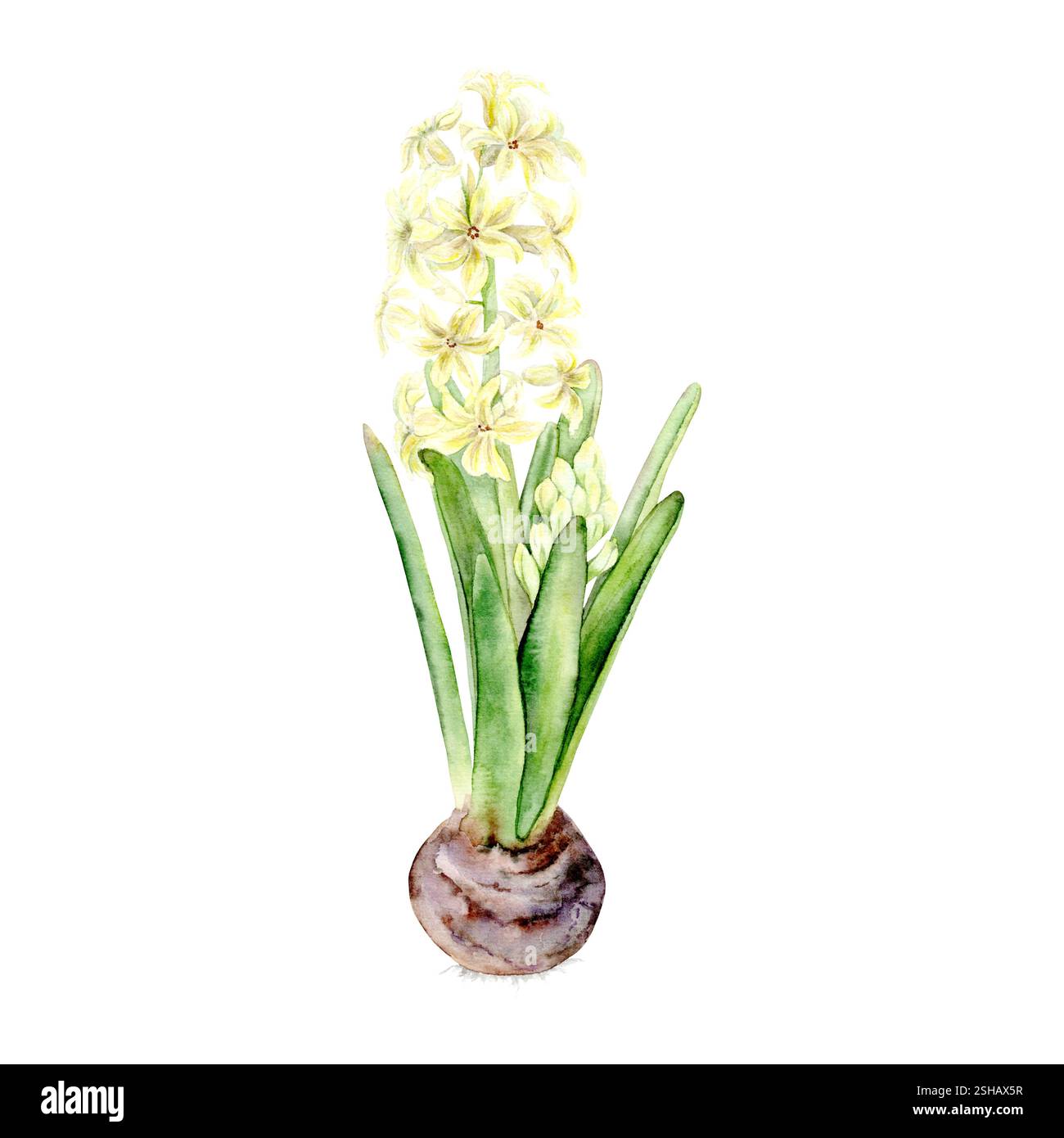 Botanical watercolor illustration of spring flower yellow Hyacinth ...