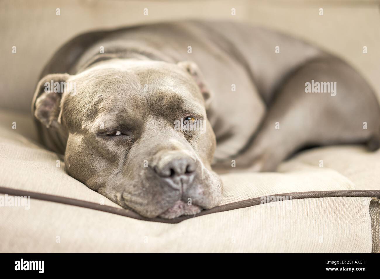 American bully blue nose dog is laying on a coach Stock Photo - Alamy