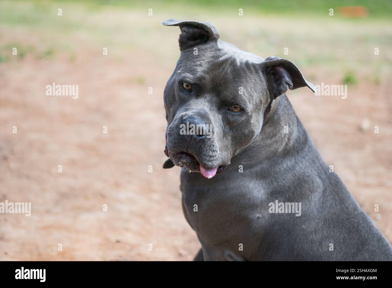 American bully blue nose hi-res stock photography and images - Alamy