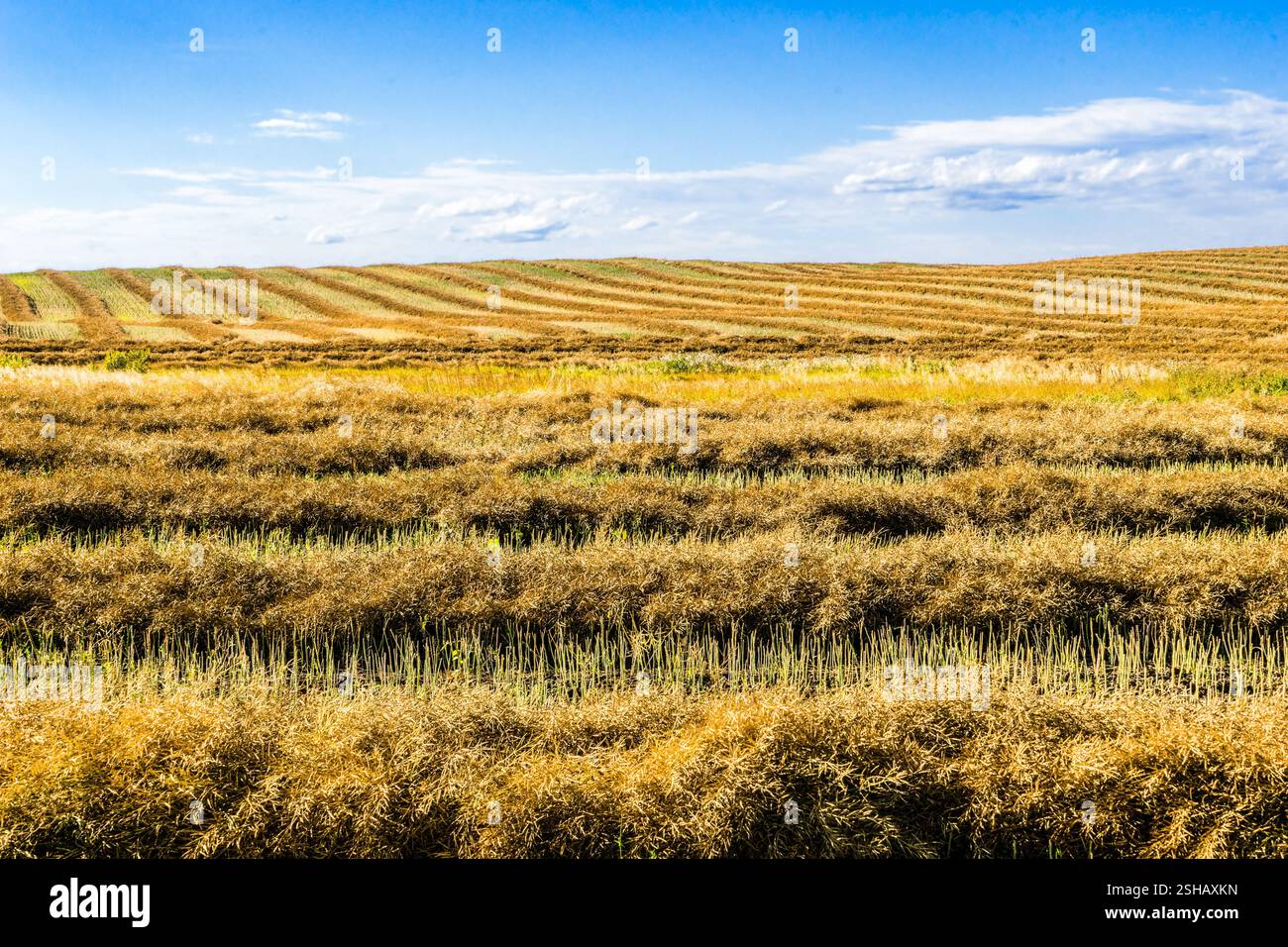 Canola field windrows and blue sky Stock Photo - Alamy