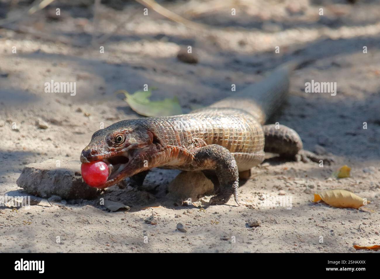 Matobosaurus hi-res stock photography and images - Alamy