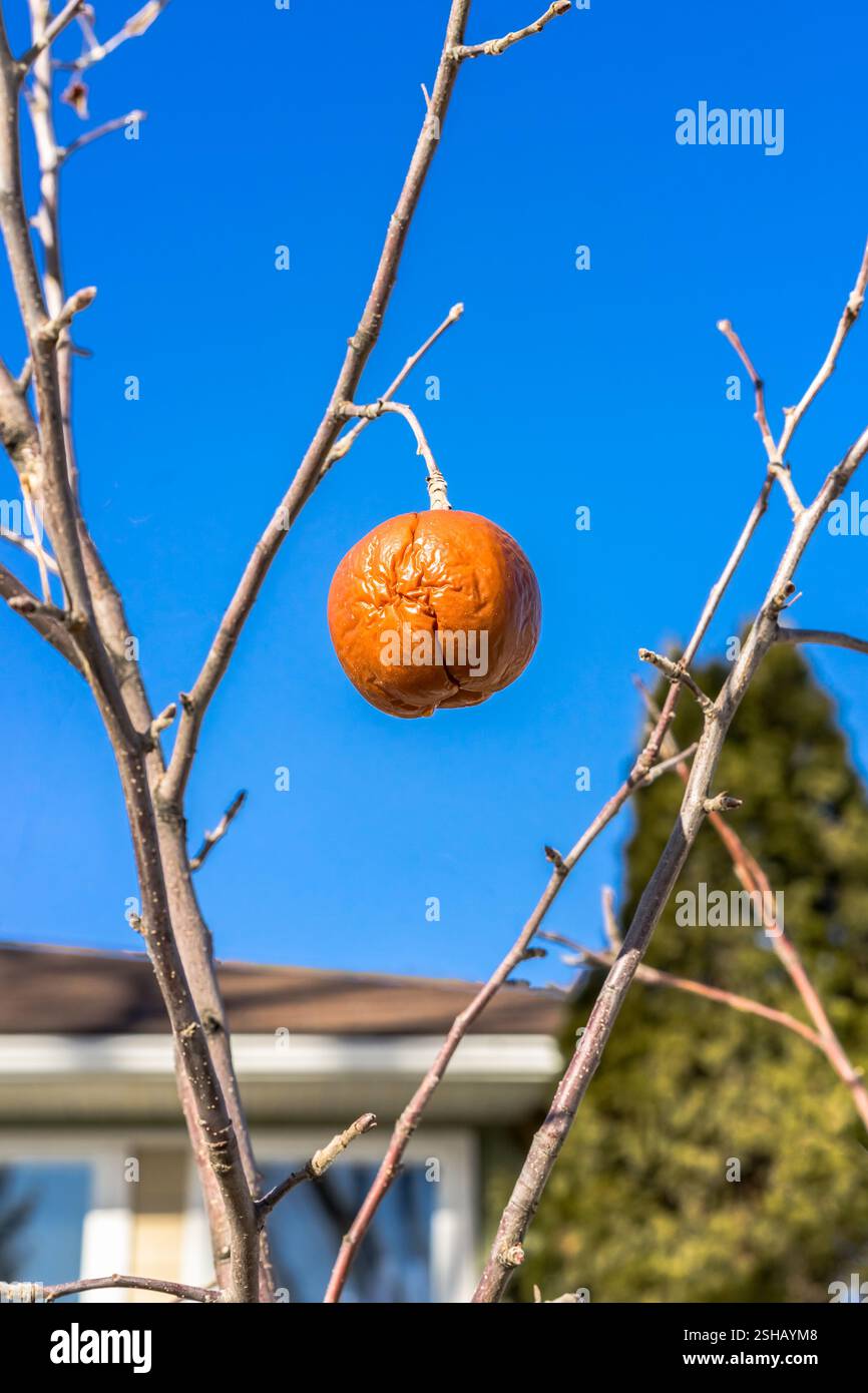 Orange color apple fruit hanging on tree in winter with blue sky ...