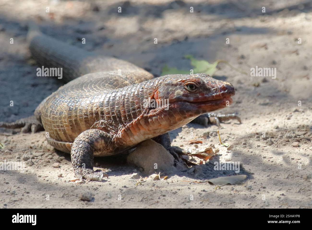 Matobosaurus validus hi-res stock photography and images - Alamy