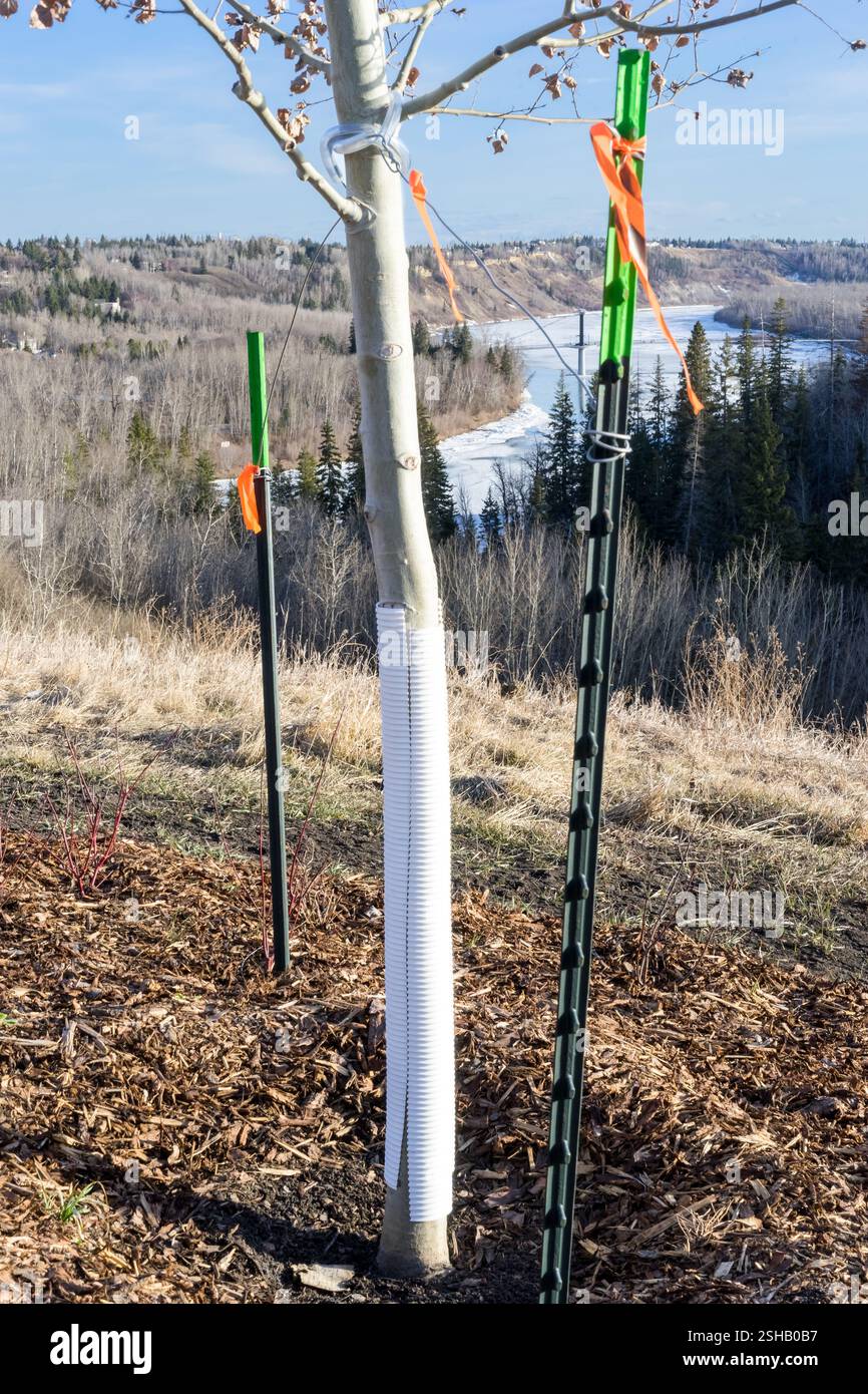 New planted tree with animal protection guard and wire support Stock ...