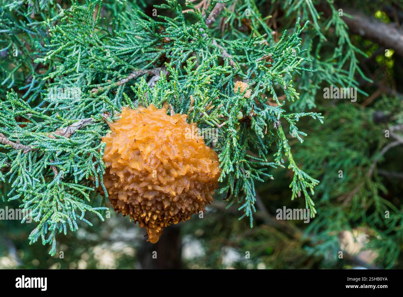 The fungal pest with brown/orange, gelatinous "horns" on junipers Stock ...