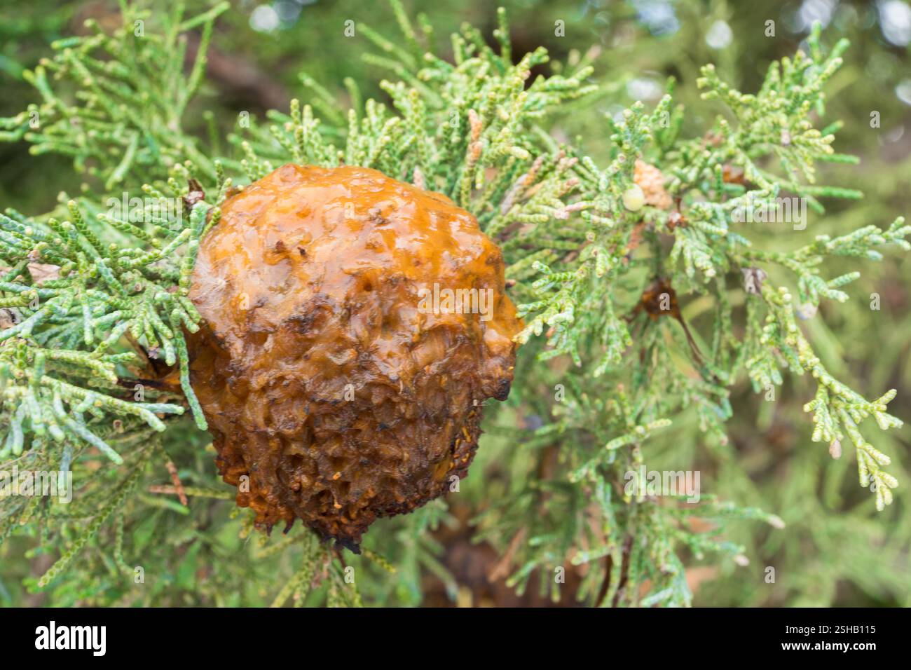 The fungal pest with brown/orange, gelatinous "horns" on junipers Stock ...
