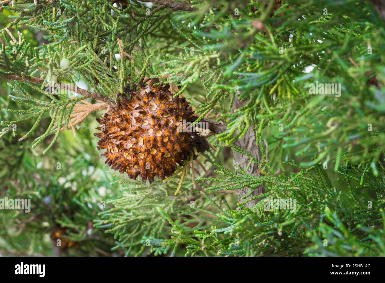 The fungal pest with brown/orange, gelatinous "horns" on junipers Stock ...