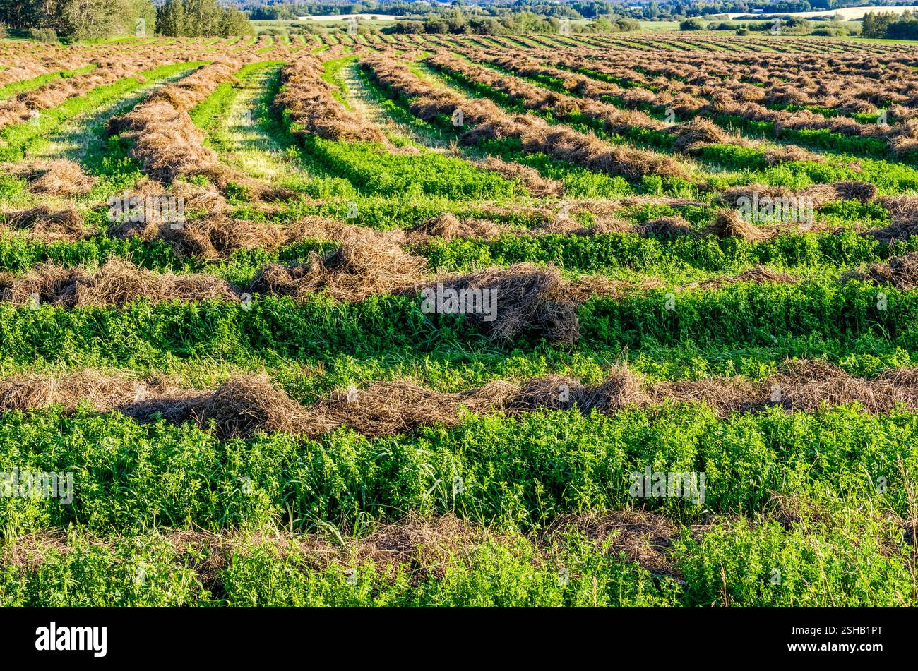 Swathed cereal grasses hay field underseeded with alfalafa Stock Photo ...