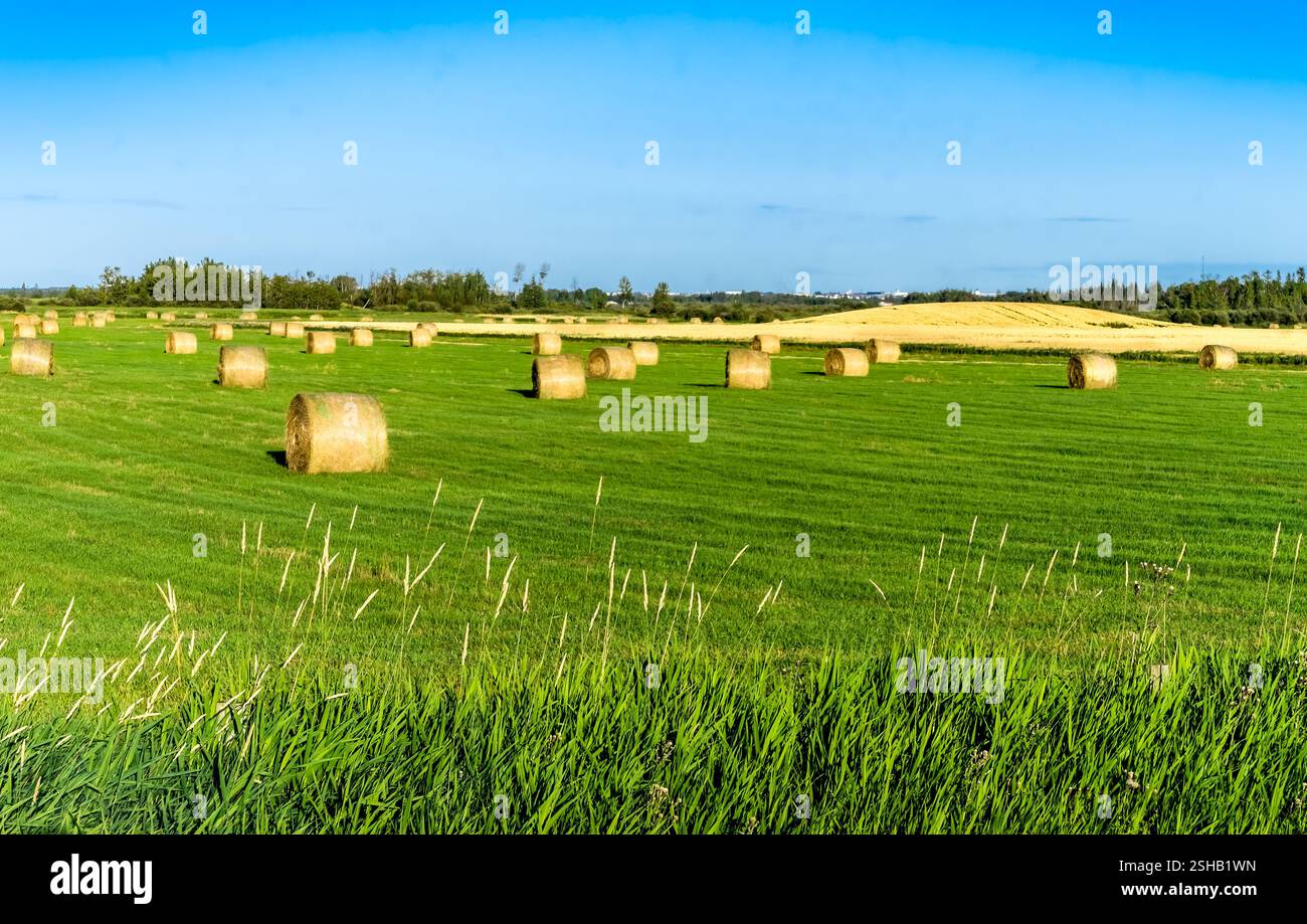 Green field with scattered yellow bails of hay and ripening cereal ...