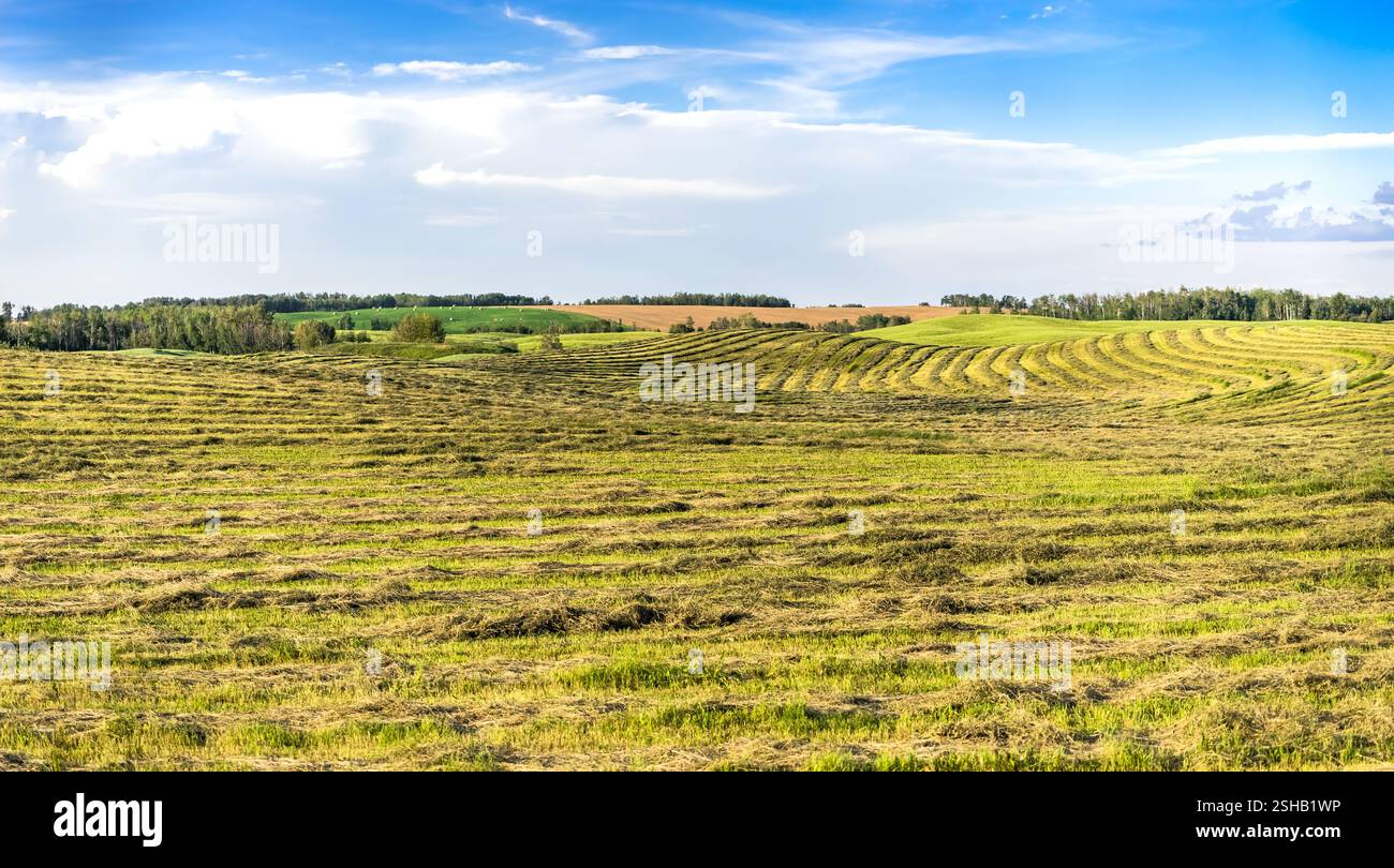 Rolling hills of Farm crop production landscape including hay windrows ...