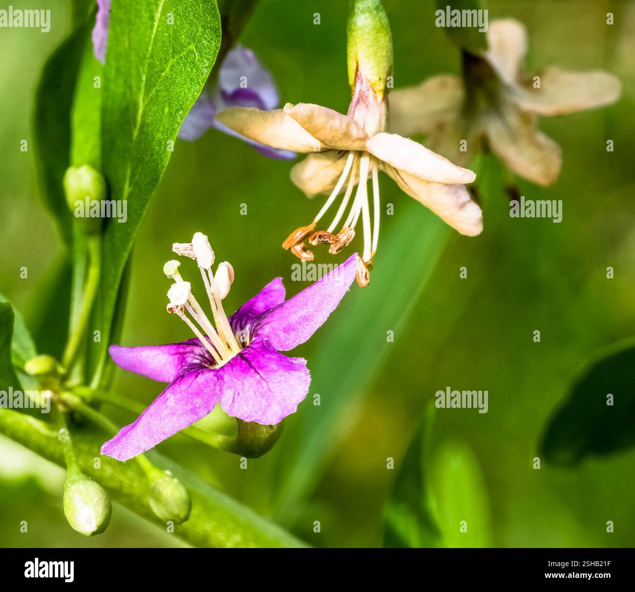 Two Goji berries flowers in different life cycle Stock Photo - Alamy