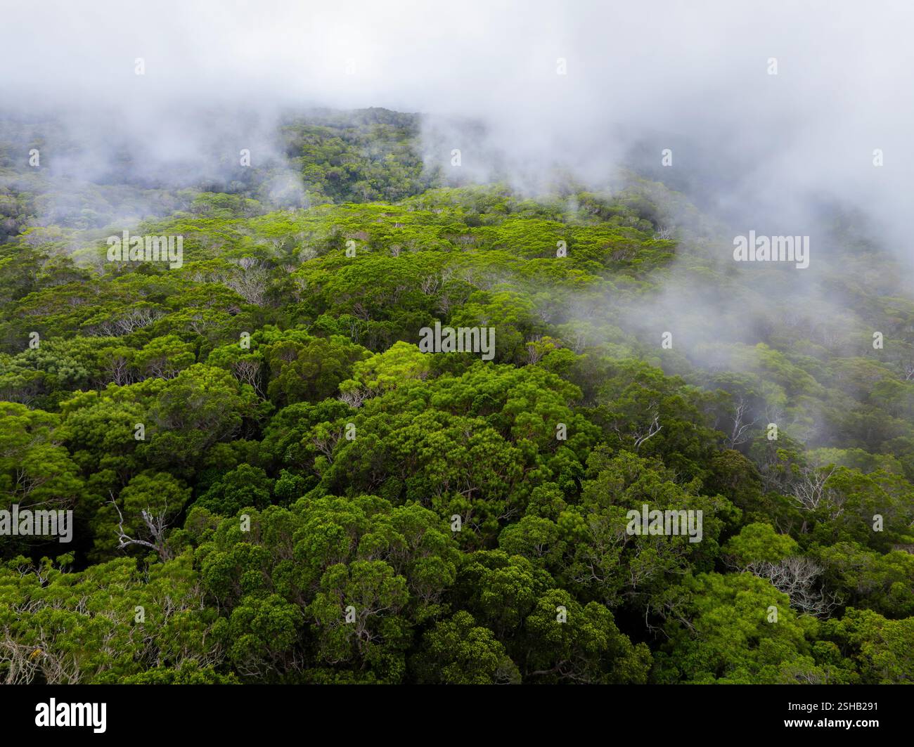 Aerial View of Dense Tropical Forest with Low Hanging Clouds in Kauai ...
