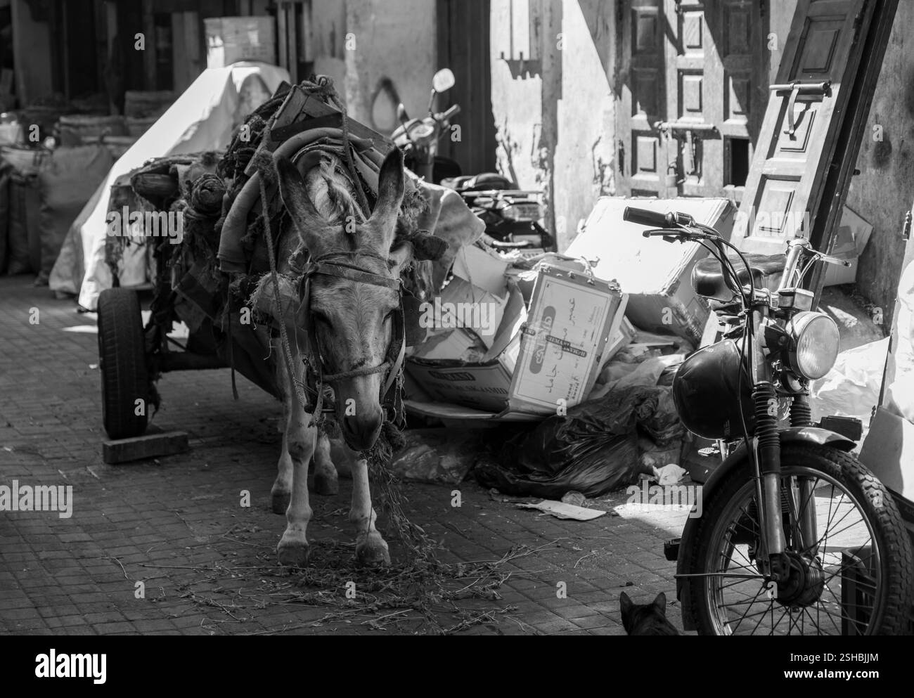 Horse carriage, Souk of Marrakech Medina street life, tourists and ...