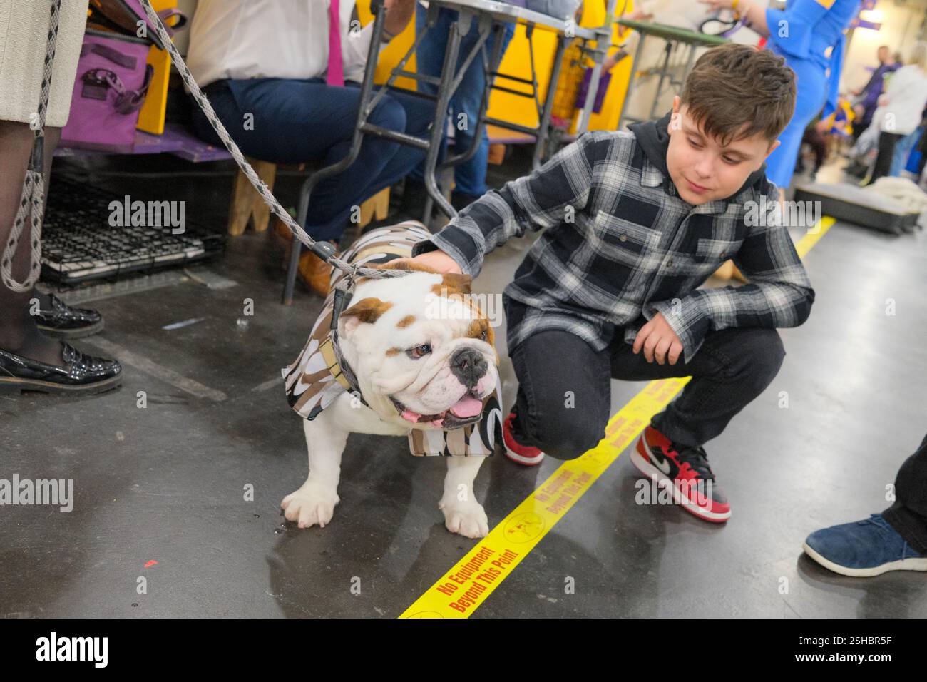 New York, New York, USA. 10th Feb, 2025. English Bulldog and friend at ...