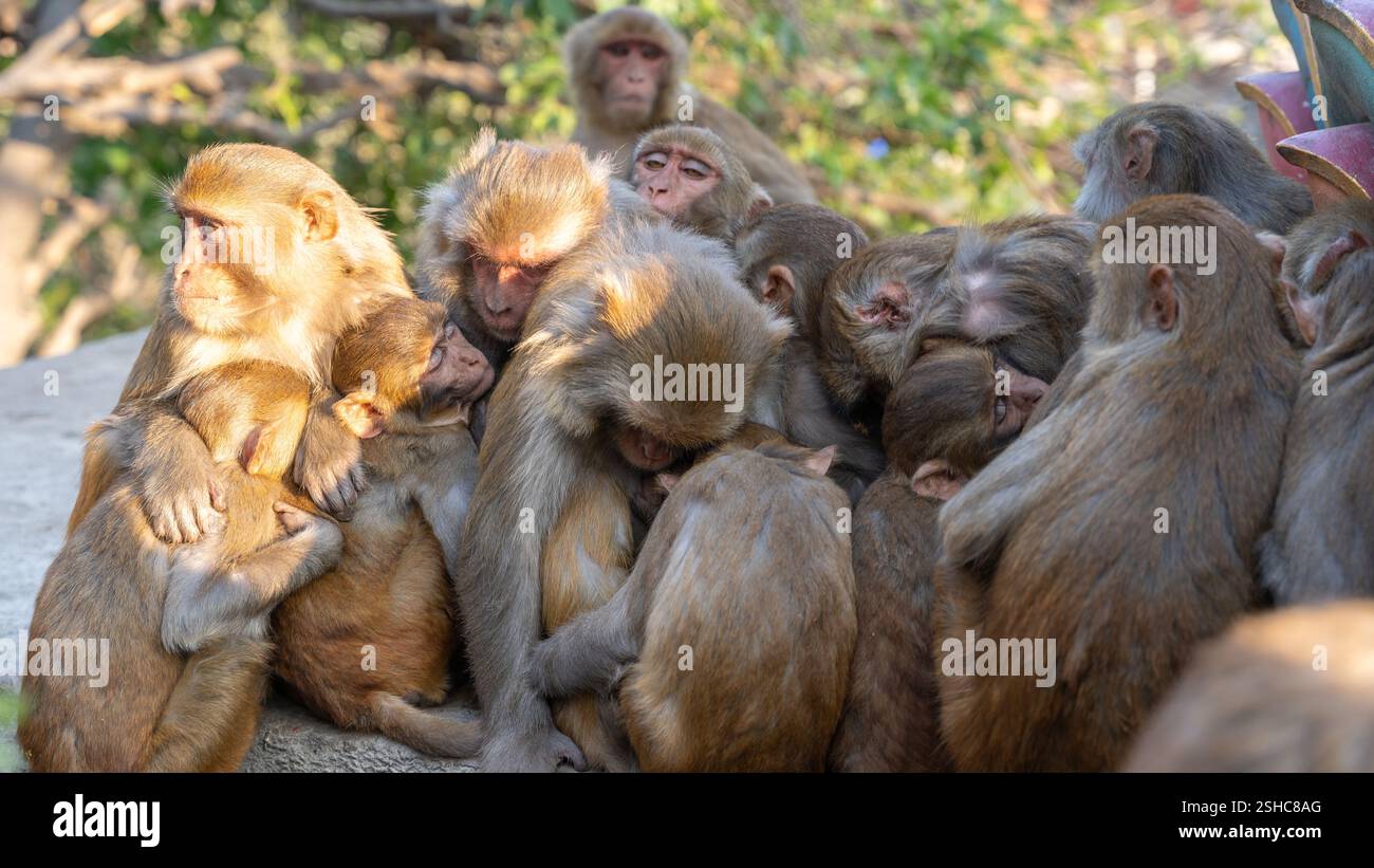 Wild monkeys in Nepal's cities Stock Photo - Alamy