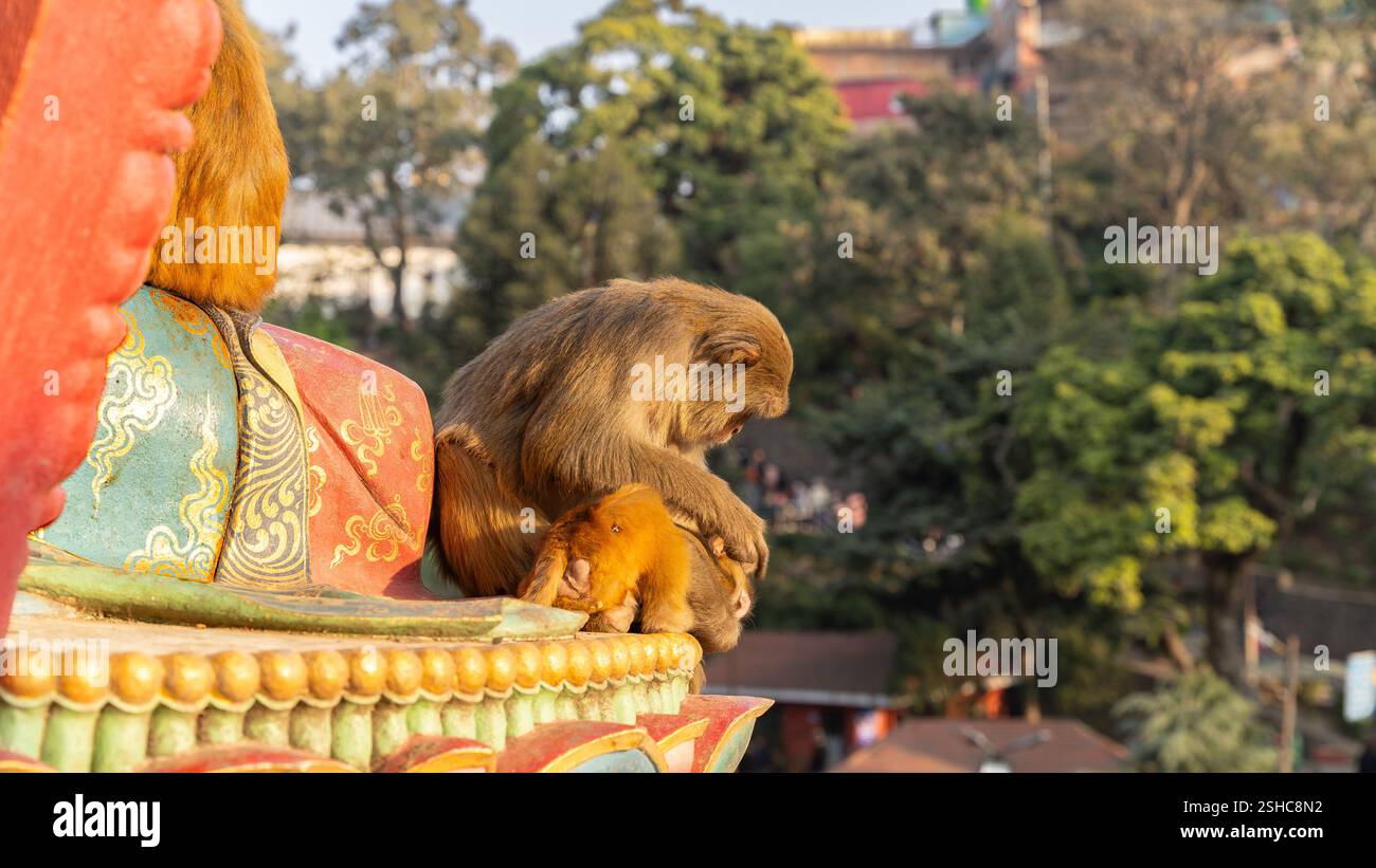 Monkeys in kathmandu city hi-res stock photography and images - Alamy