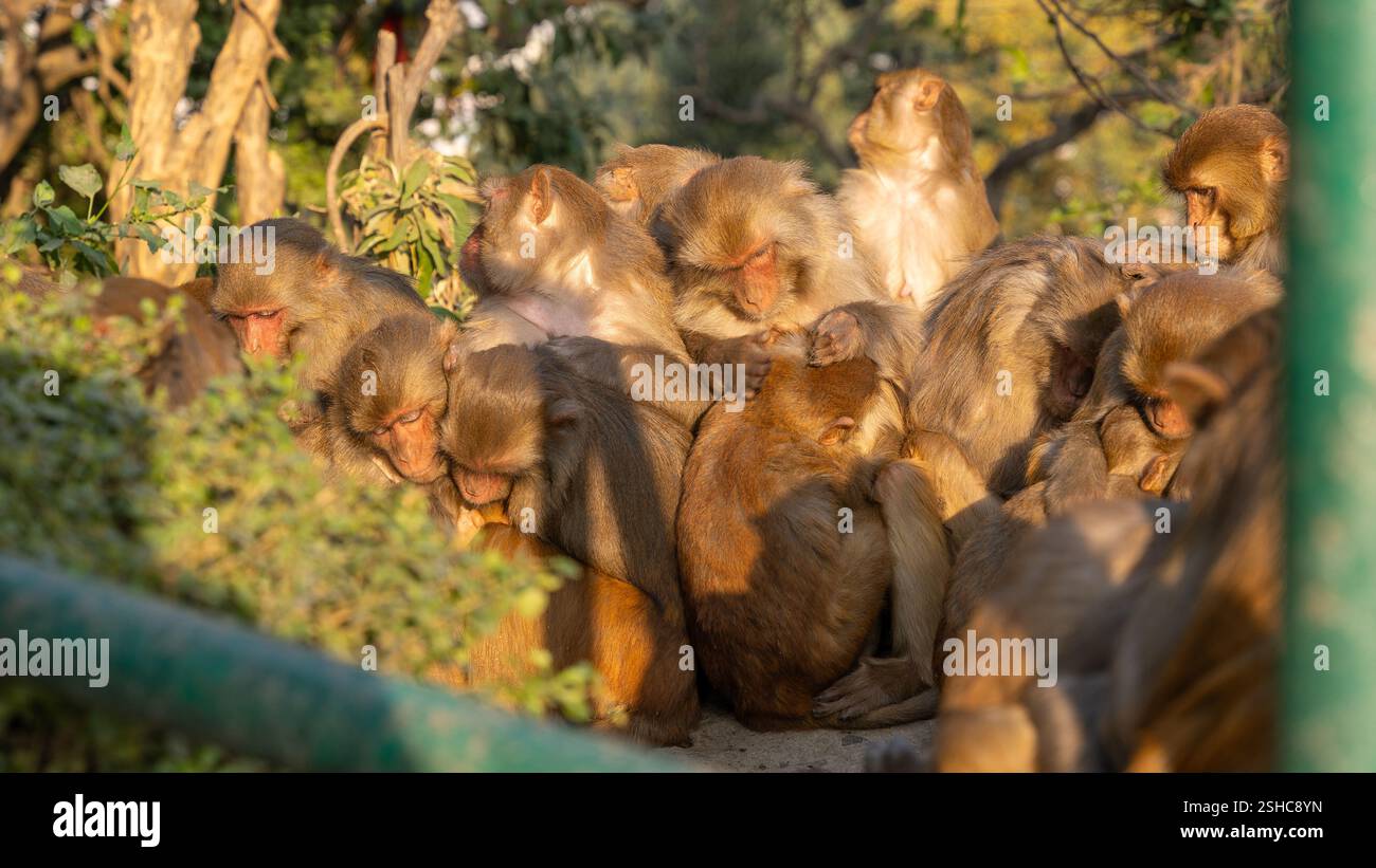 Wild monkeys in Nepal's cities Stock Photo - Alamy