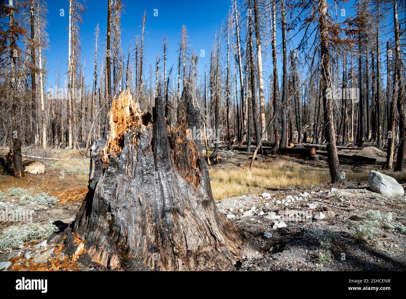 Mineral, California - Burned trees in Lassen Volcanic National Park ...