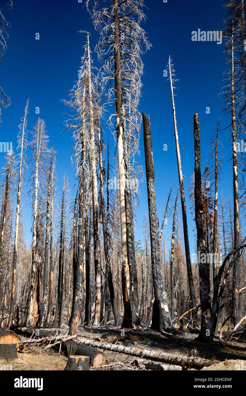 Mineral, California - Burned trees in Lassen Volcanic National Park ...