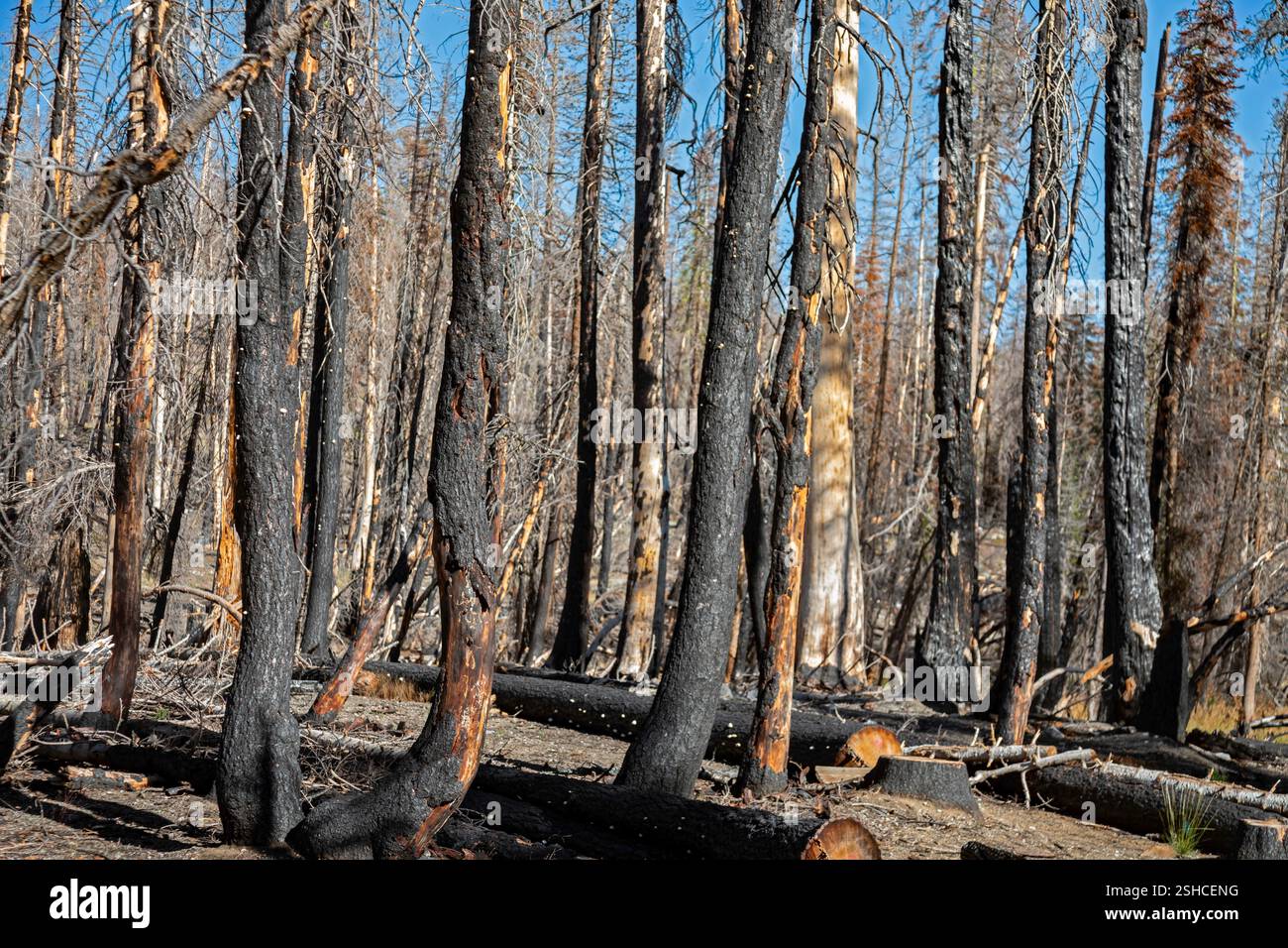 Mineral, California - Burned trees in Lassen Volcanic National Park ...