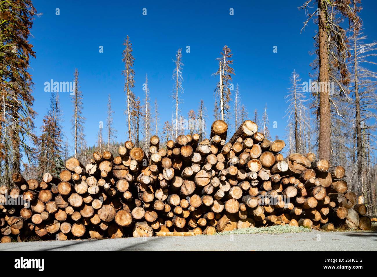 Mineral, California - Salvaged lumber from trees in Lassen Volcanic ...