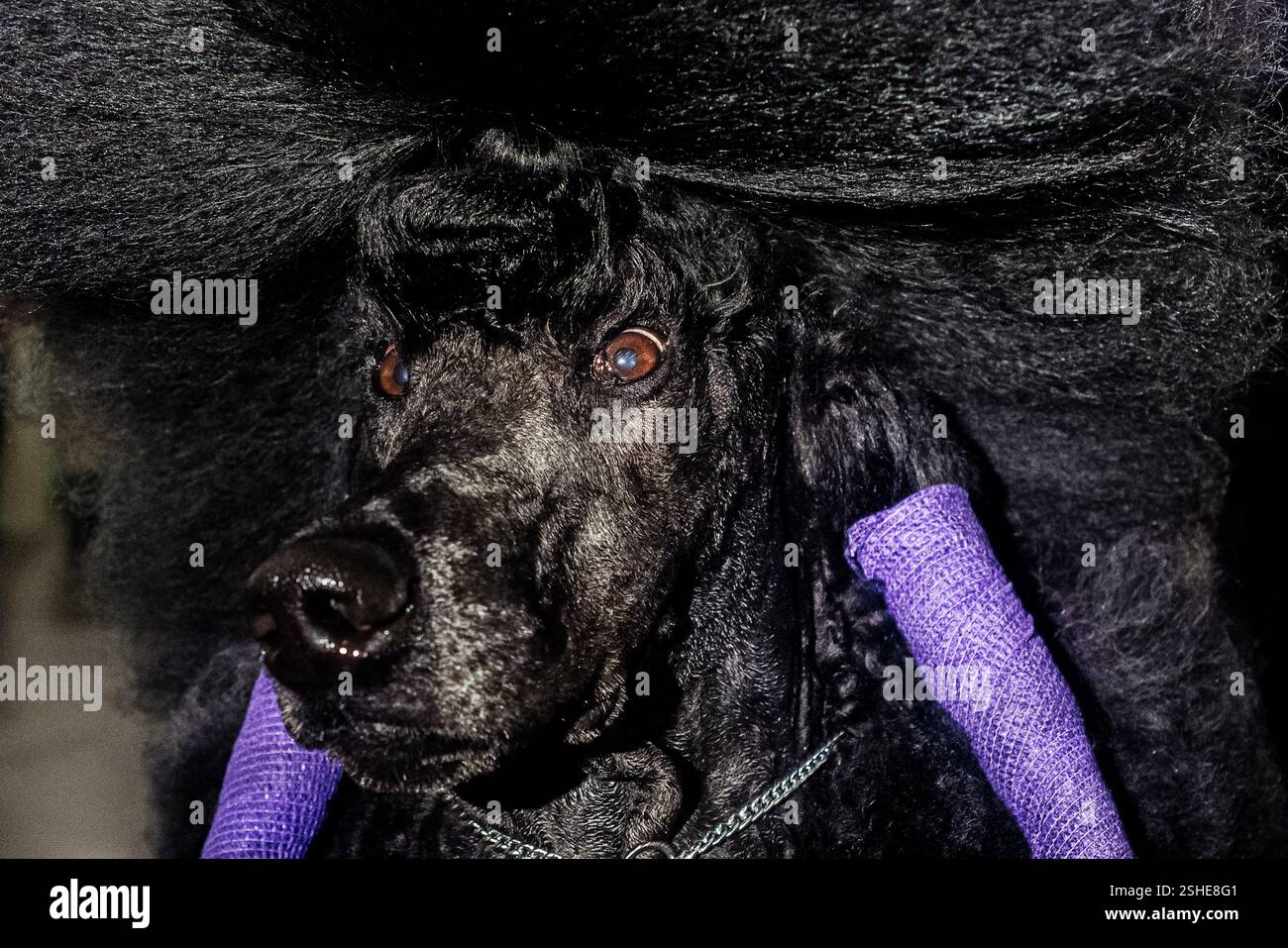 Houston a standard poodle gets groomed at The 2025 Westminster Kennel ...