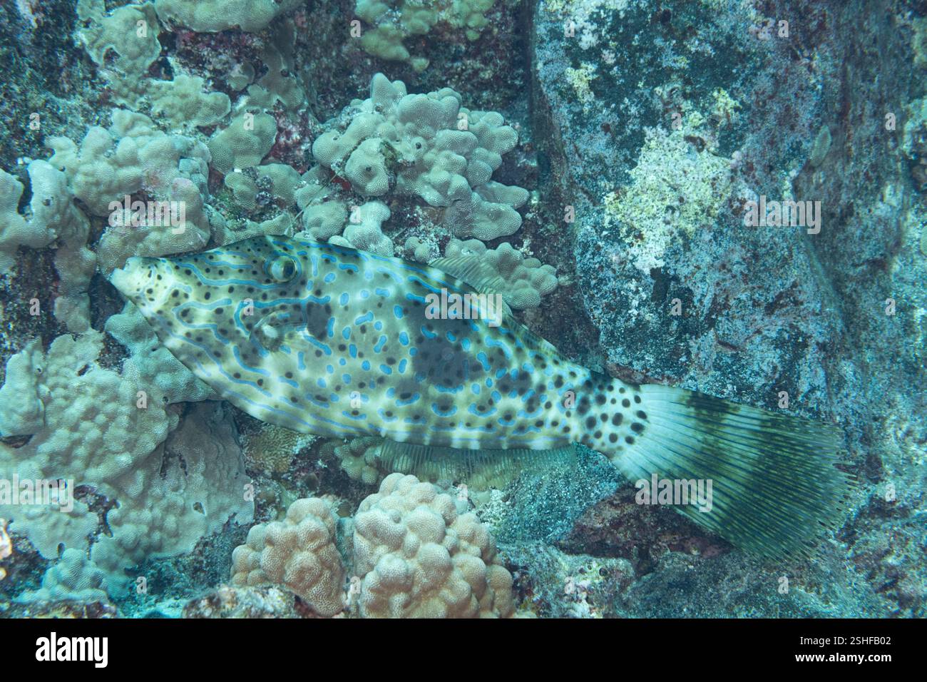 Filefish scrawled 02 hi-res stock photography and images - Alamy