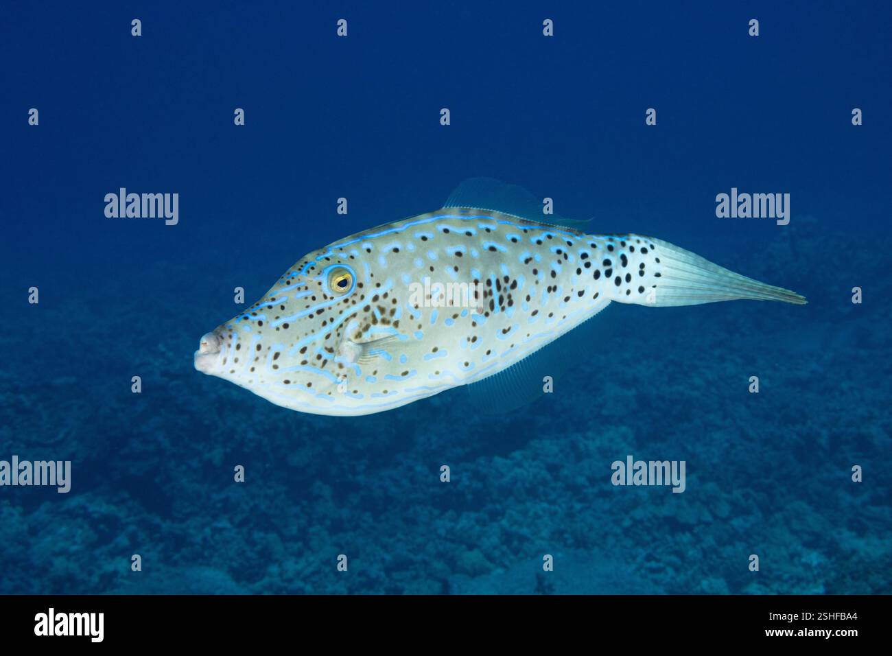 scrawled filefish, broomtail filefish, scribbled leatherjacket filefish ...