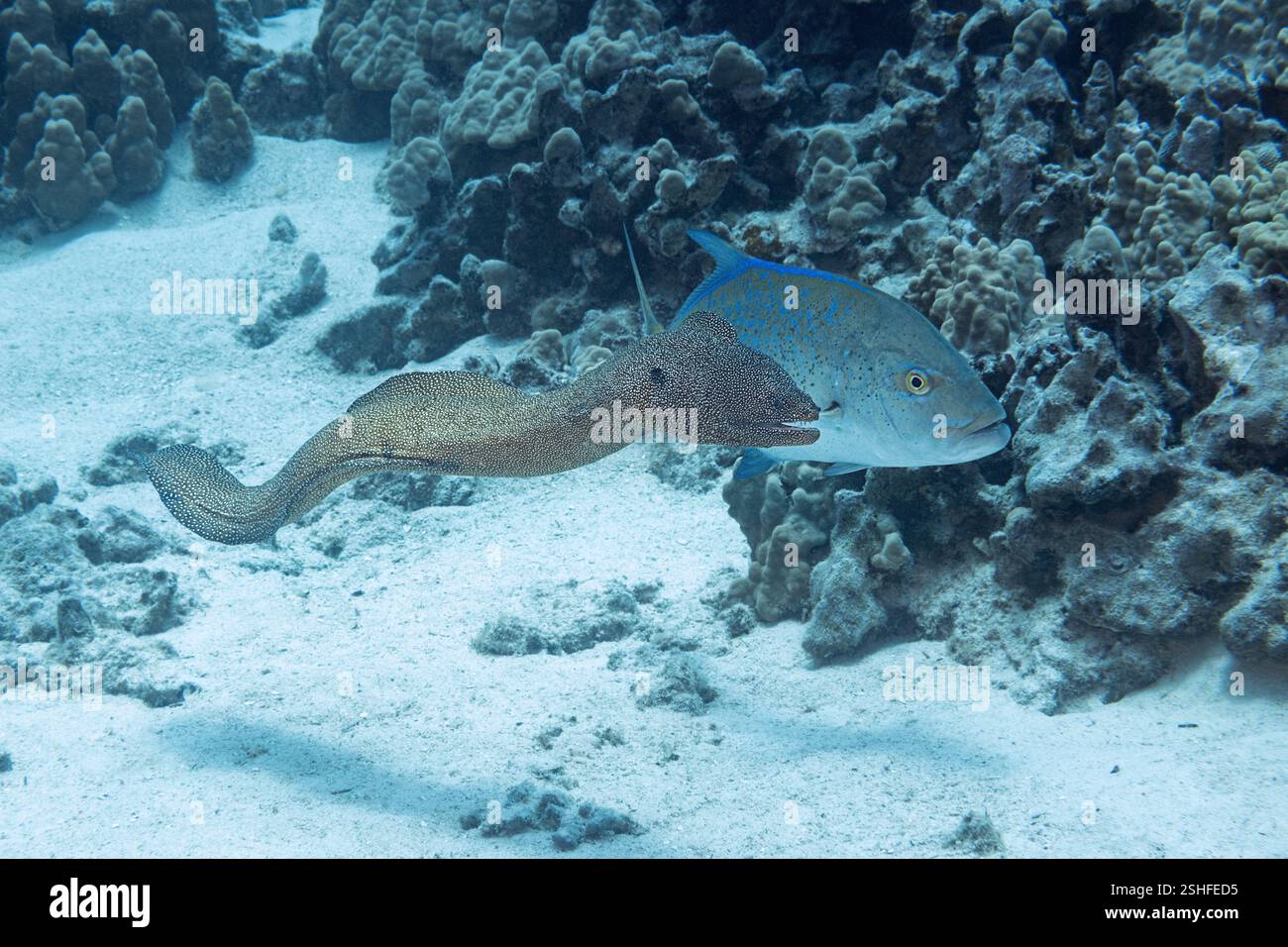 hunting coalition of bluefin trevally and whitemouth moray, Gymnothorax ...