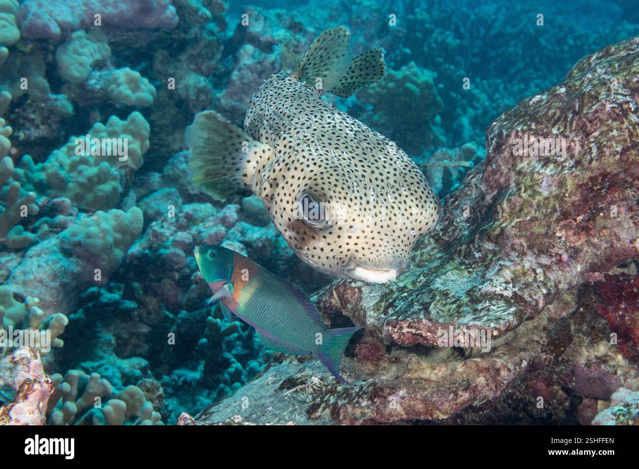 a spotted porcupinefish, Diodon hystrix, is accompanied by an endemic ...
