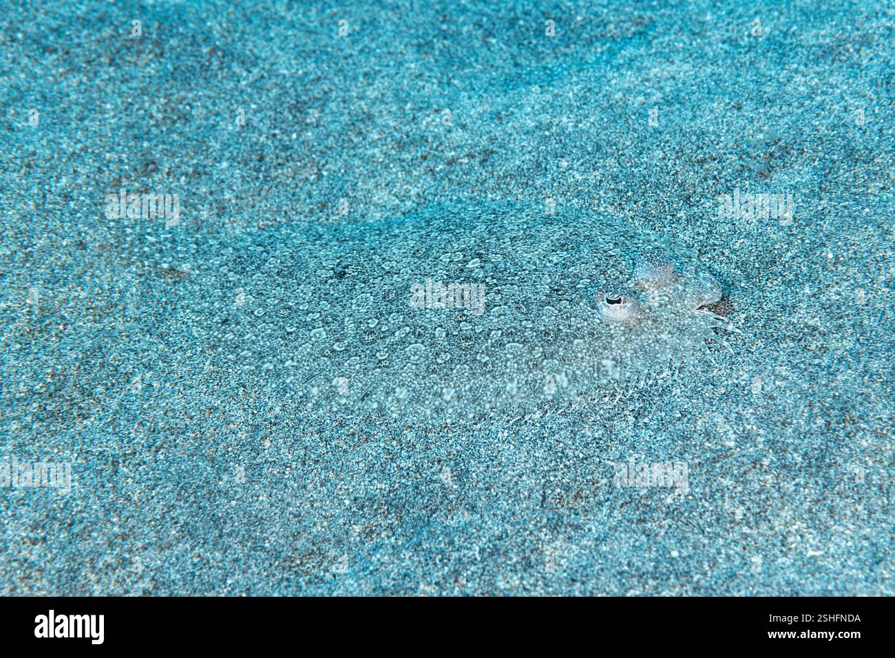 panther flounder, leopard flounder, or pak'i, Bothus pantherinus ...