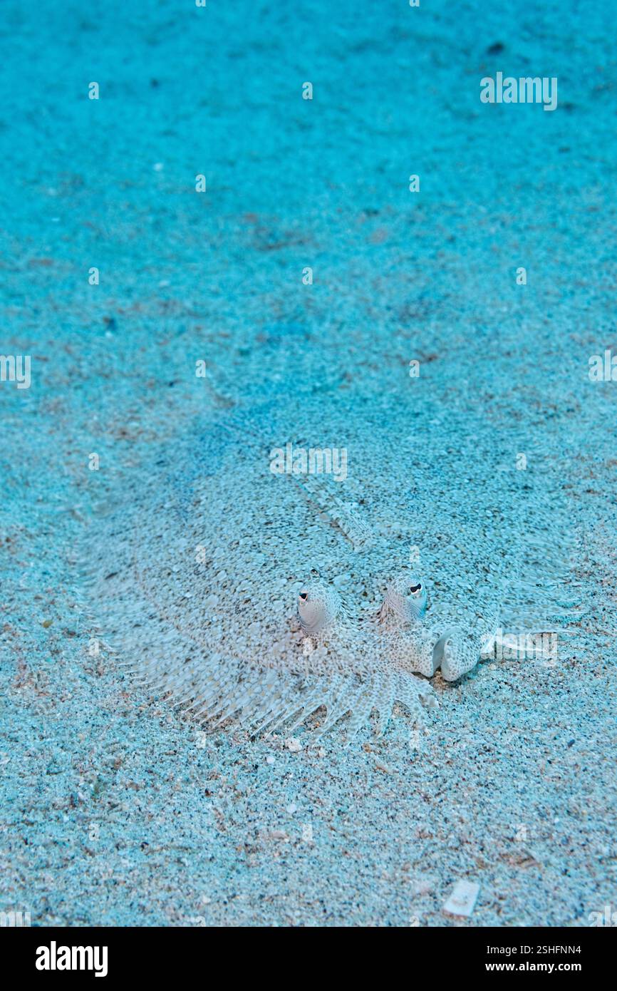 panther flounder, leopard flounder, or pak'i, Bothus pantherinus ...