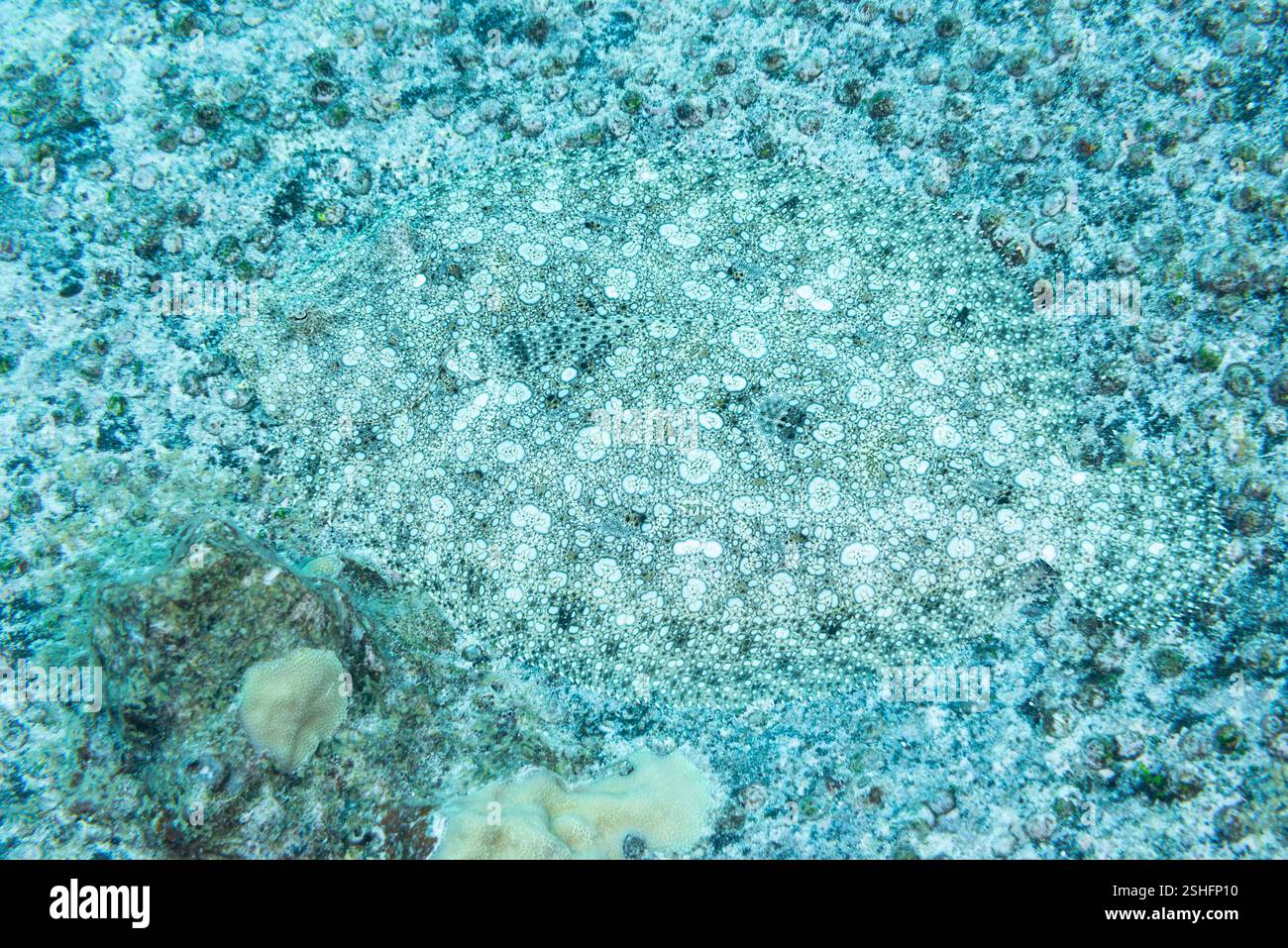flowery flounder or peacock flounder, Bothus mancus, is camouflaged to ...