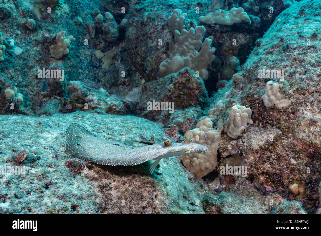 flowery flounder, peacock flounder, or pak'i, Bothus mancus, lifting ...