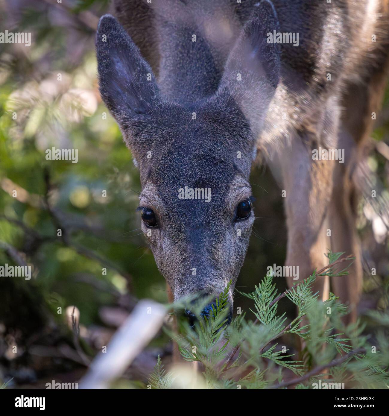 Columbian Black-tailed Deer in the forest at Oaks Bottom Wildlife ...