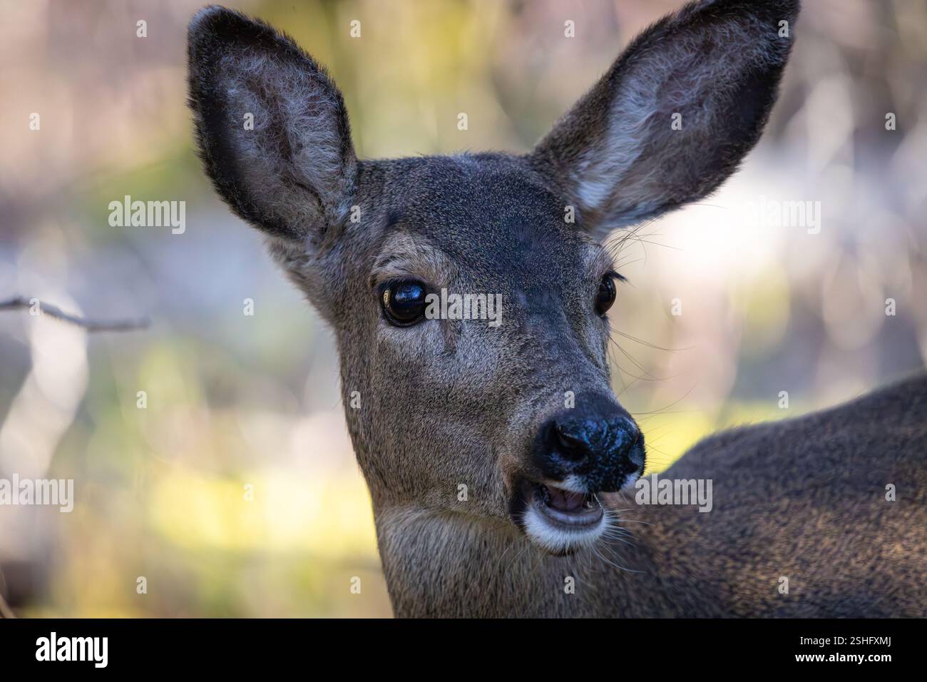 Columbian Black-tailed Deer in the forest at Oaks Bottom Wildlife ...