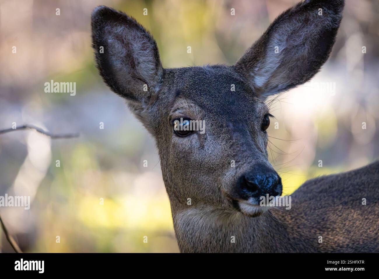 Columbian Black-tailed Deer in the forest at Oaks Bottom Wildlife ...