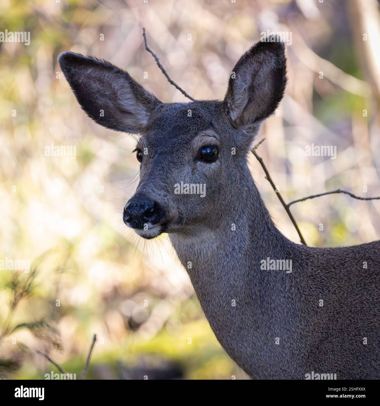 Columbian Black-tailed Deer in the forest at Oaks Bottom Wildlife ...
