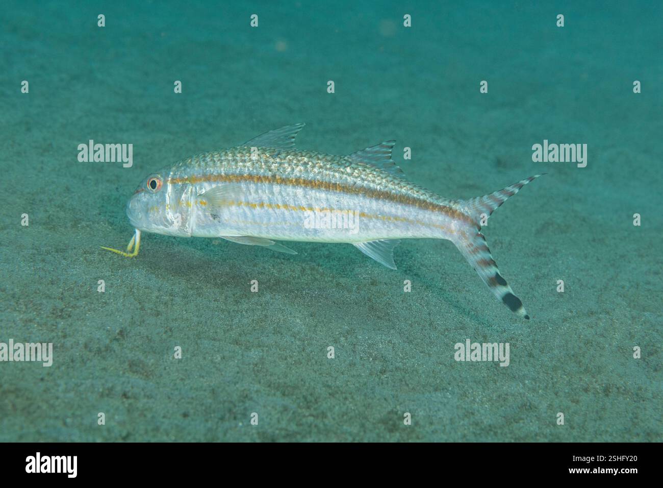 Bandtail goatfish 01 hi-res stock photography and images - Alamy