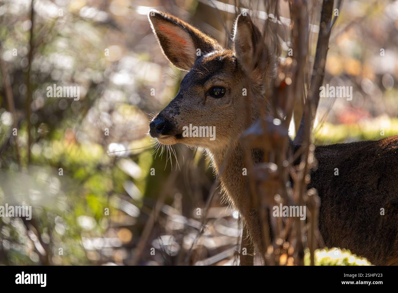 A little Black-Tailed deer fawn in the forest at Oaks Bottom Wildlife ...