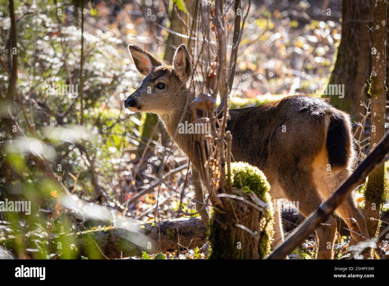 A little Black-Tailed deer fawn in the forest at Oaks Bottom Wildlife ...