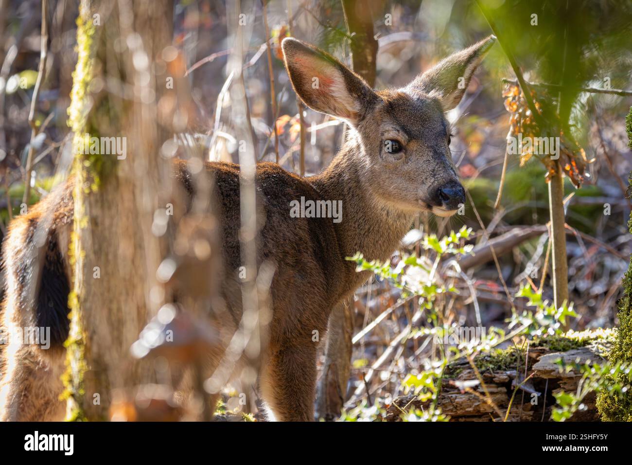 A little Black-Tailed deer fawn in the forest at Oaks Bottom Wildlife ...