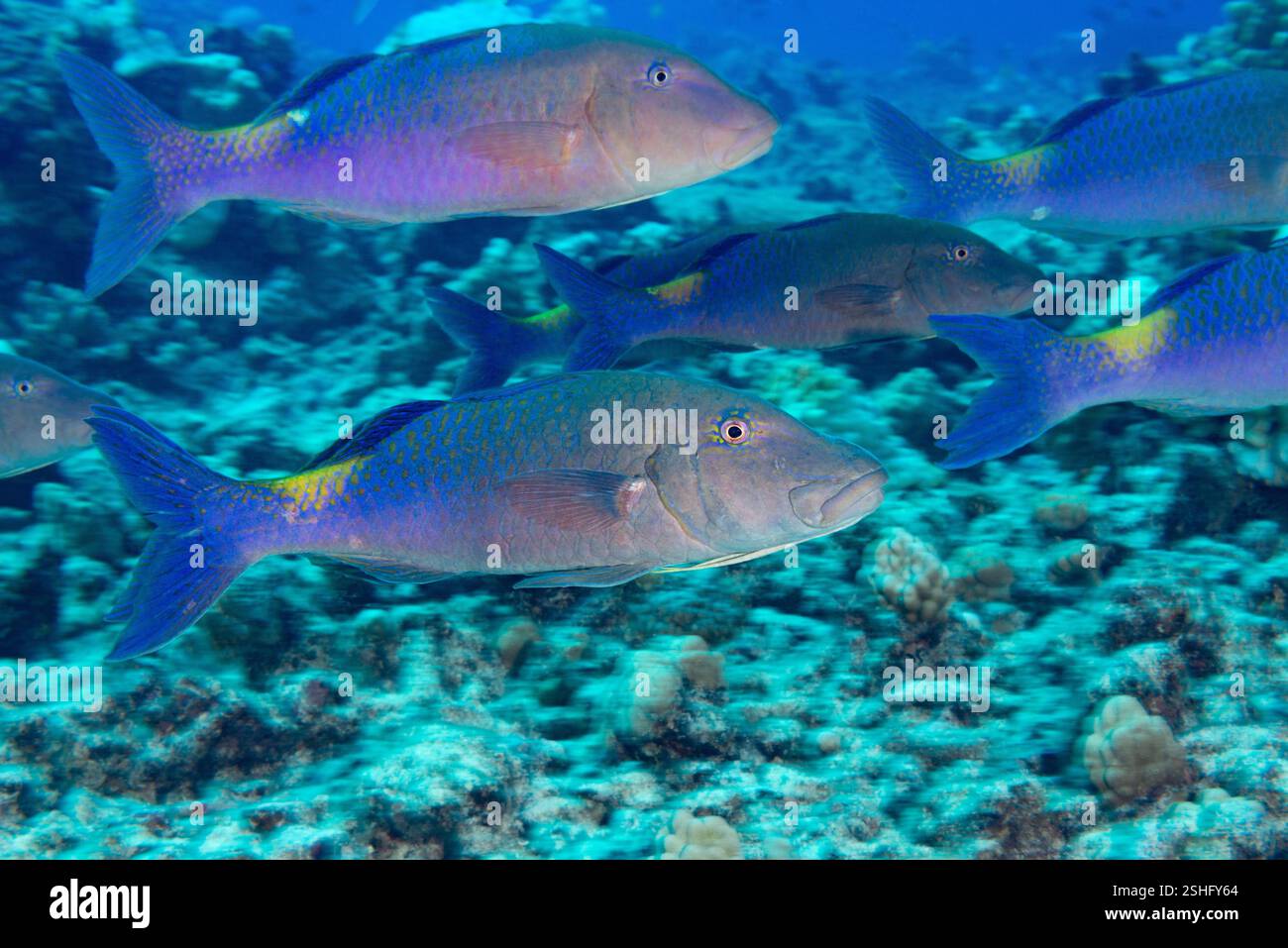 Moano ukali ulua hi-res stock photography and images - Alamy