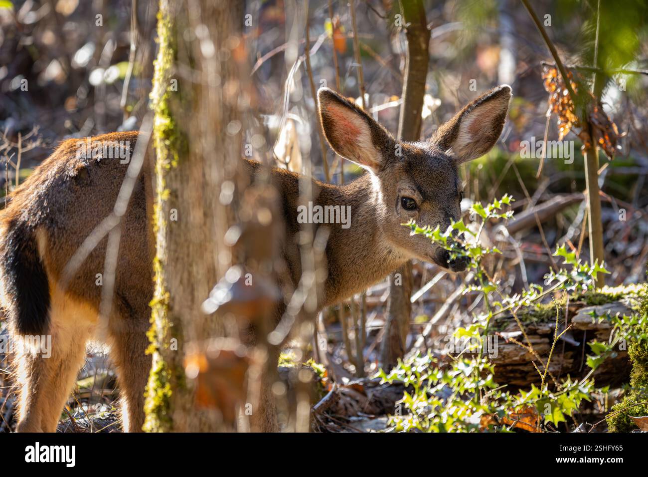 A little Black-Tailed deer fawn in the forest at Oaks Bottom Wildlife ...