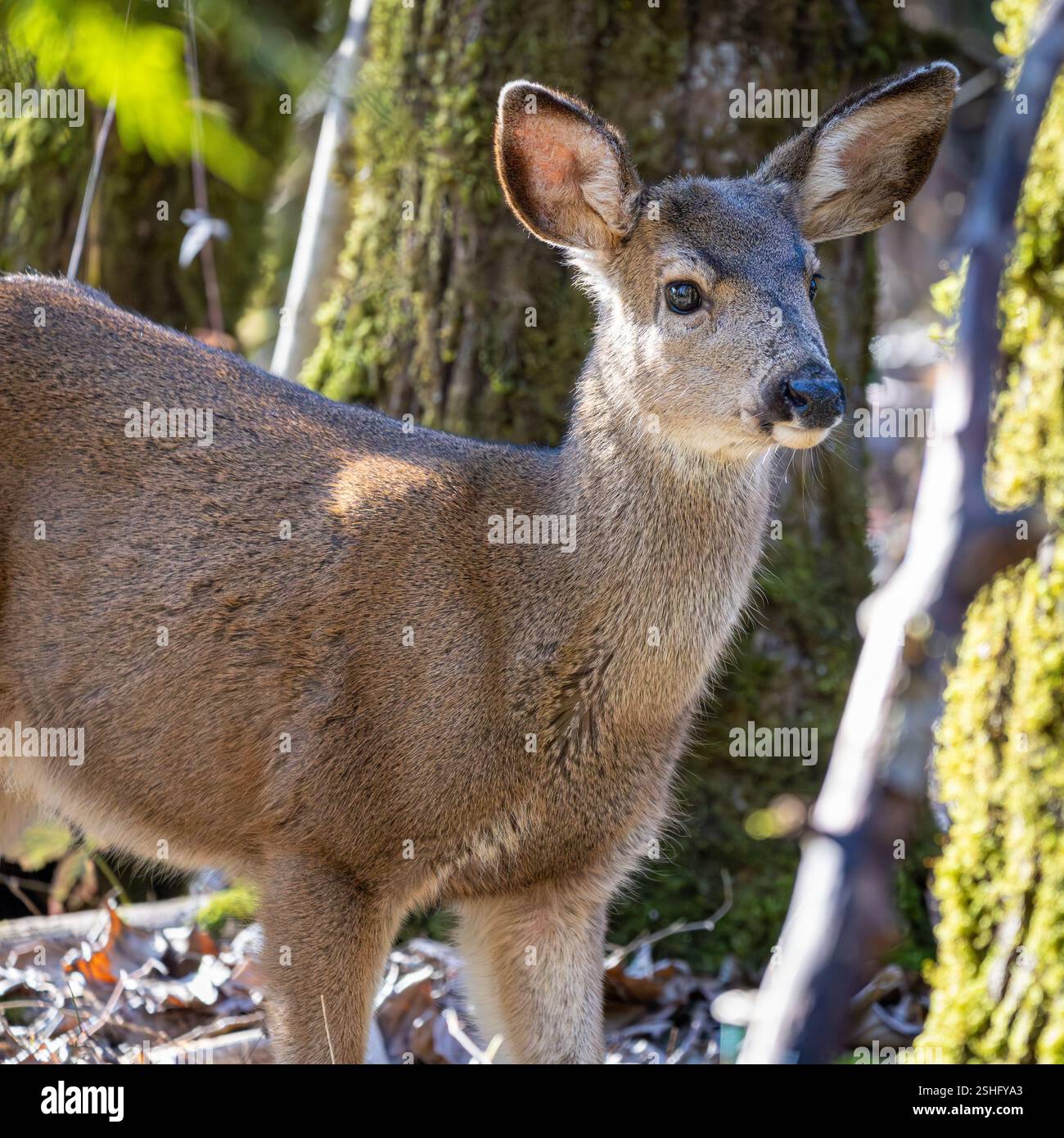 A little Black-Tailed deer fawn in the forest at Oaks Bottom Wildlife ...