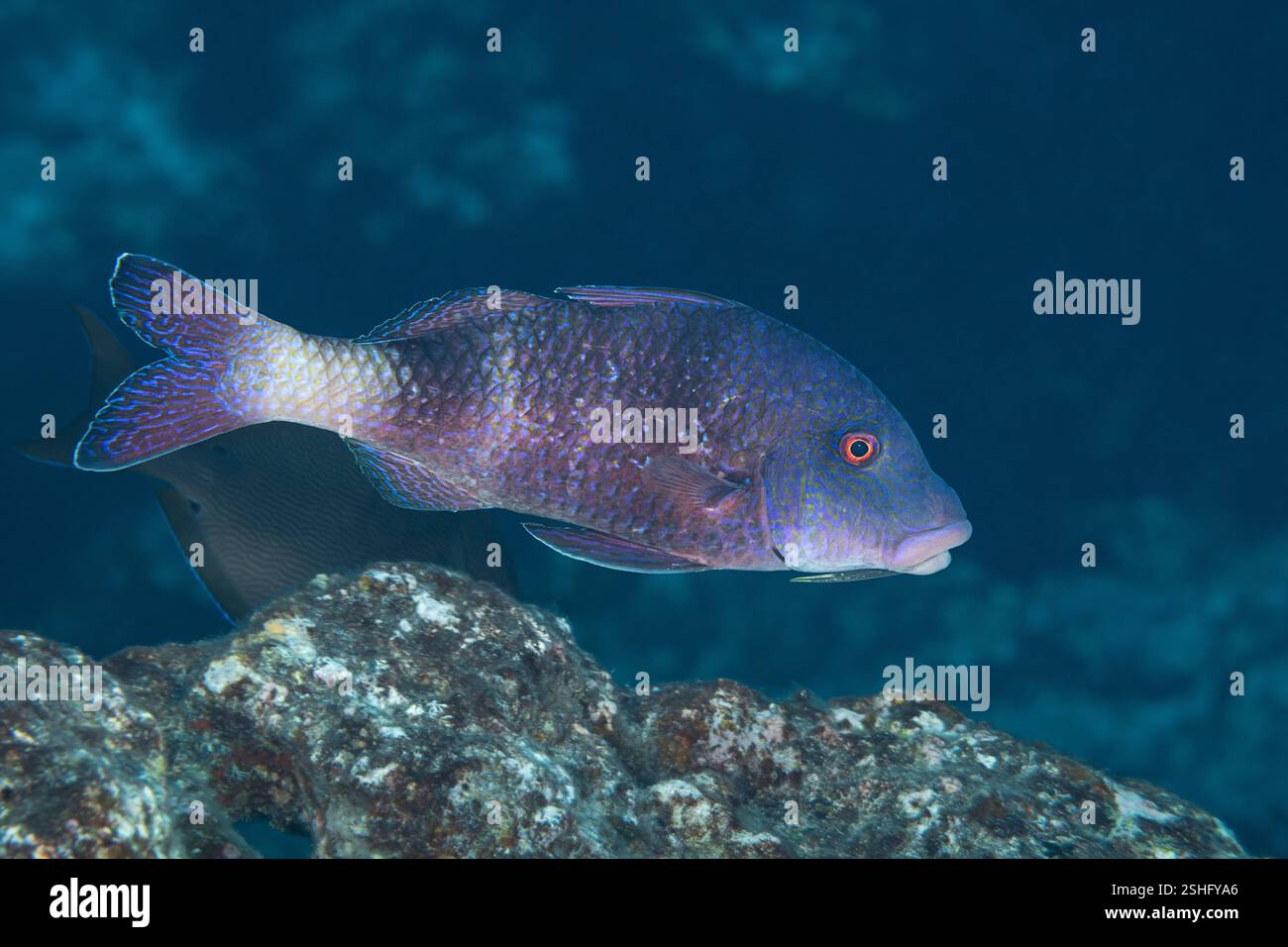 Goatfish island 01 hi-res stock photography and images - Alamy