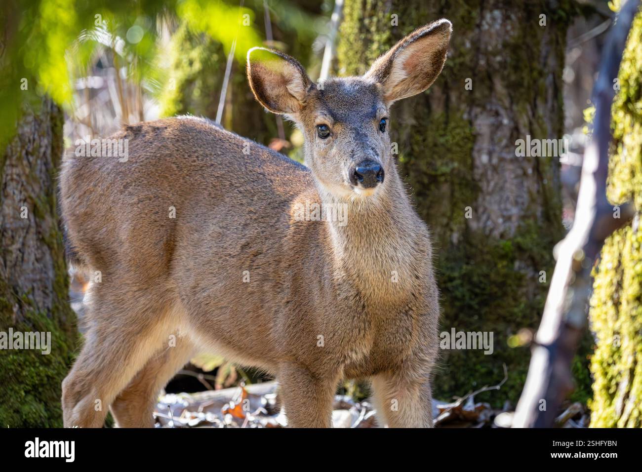 A little Black-Tailed deer fawn in the forest at Oaks Bottom Wildlife ...