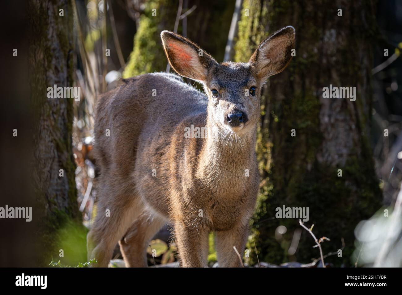 A little Black-Tailed deer fawn in the forest at Oaks Bottom Wildlife ...