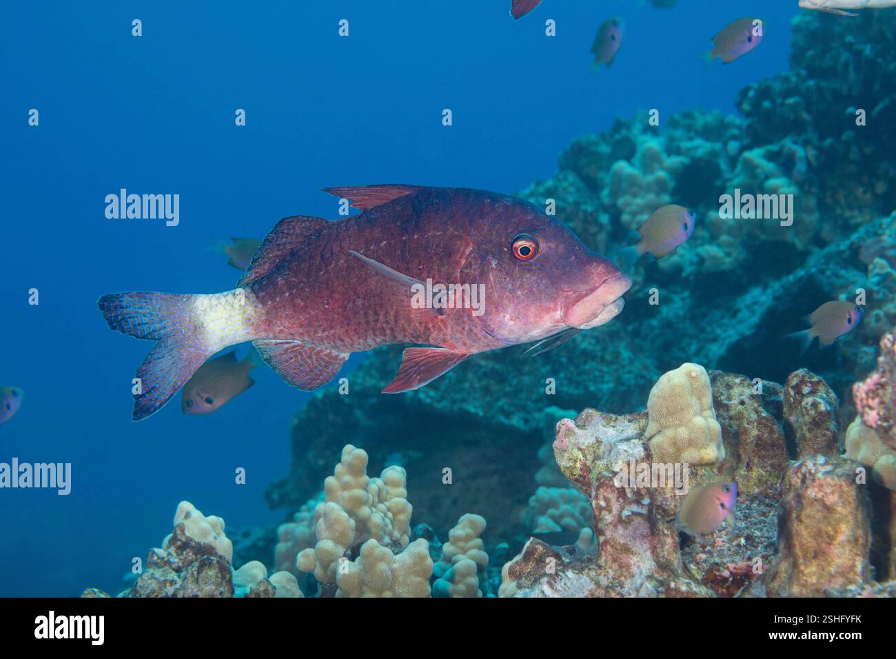 Goatfish island 02 hi-res stock photography and images - Alamy